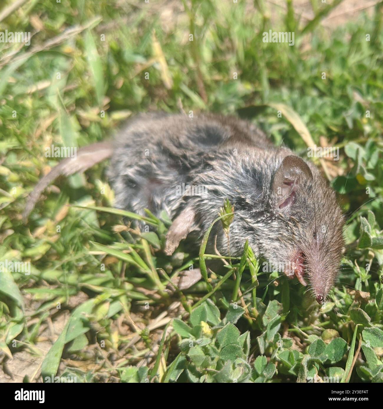 Western Lesser White-toothed Shrew (Crocidura gueldenstaedtii) Mammalia ...