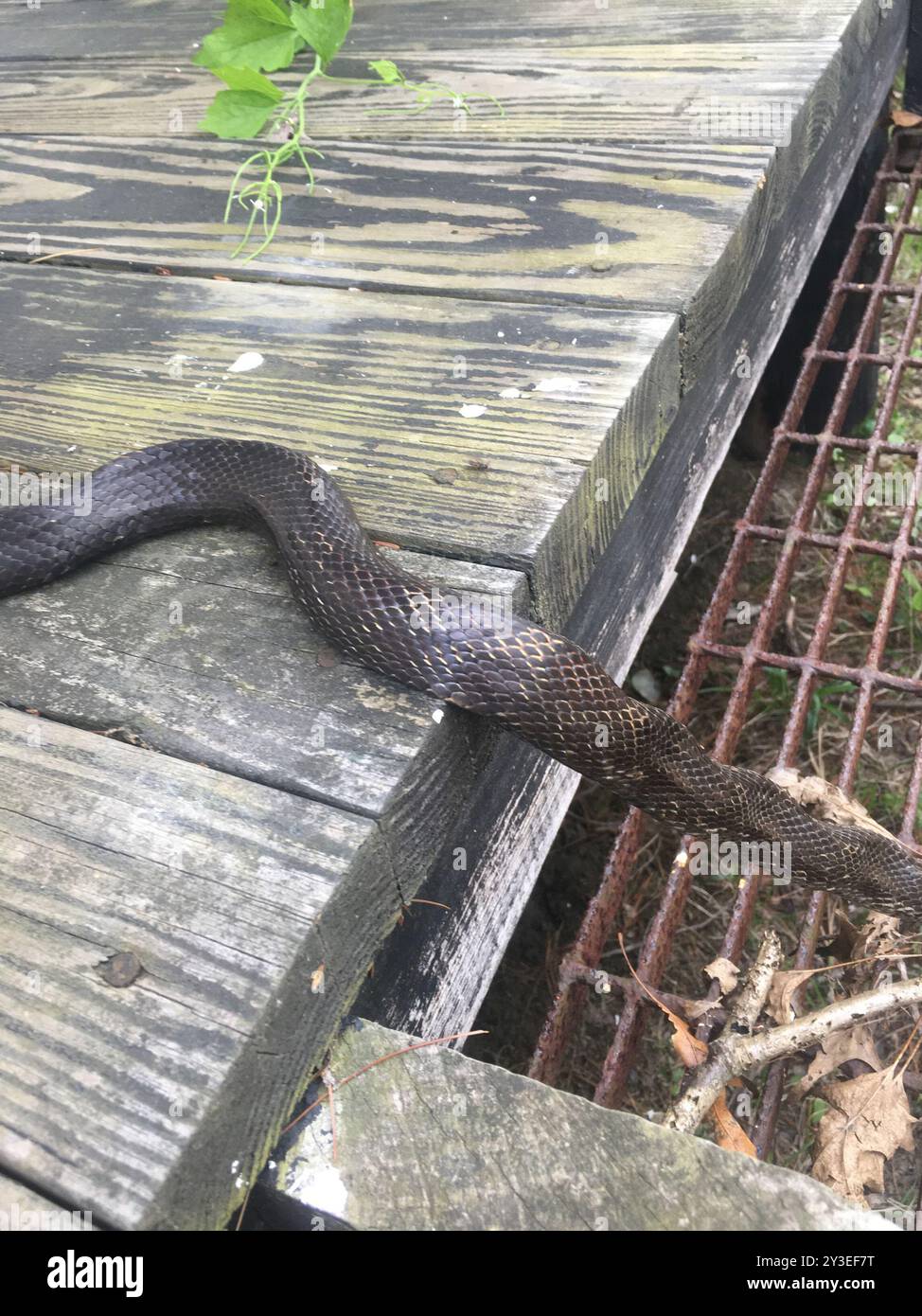 Gray Ratsnake (Pantherophis spiloides) Reptilia Stock Photo - Alamy