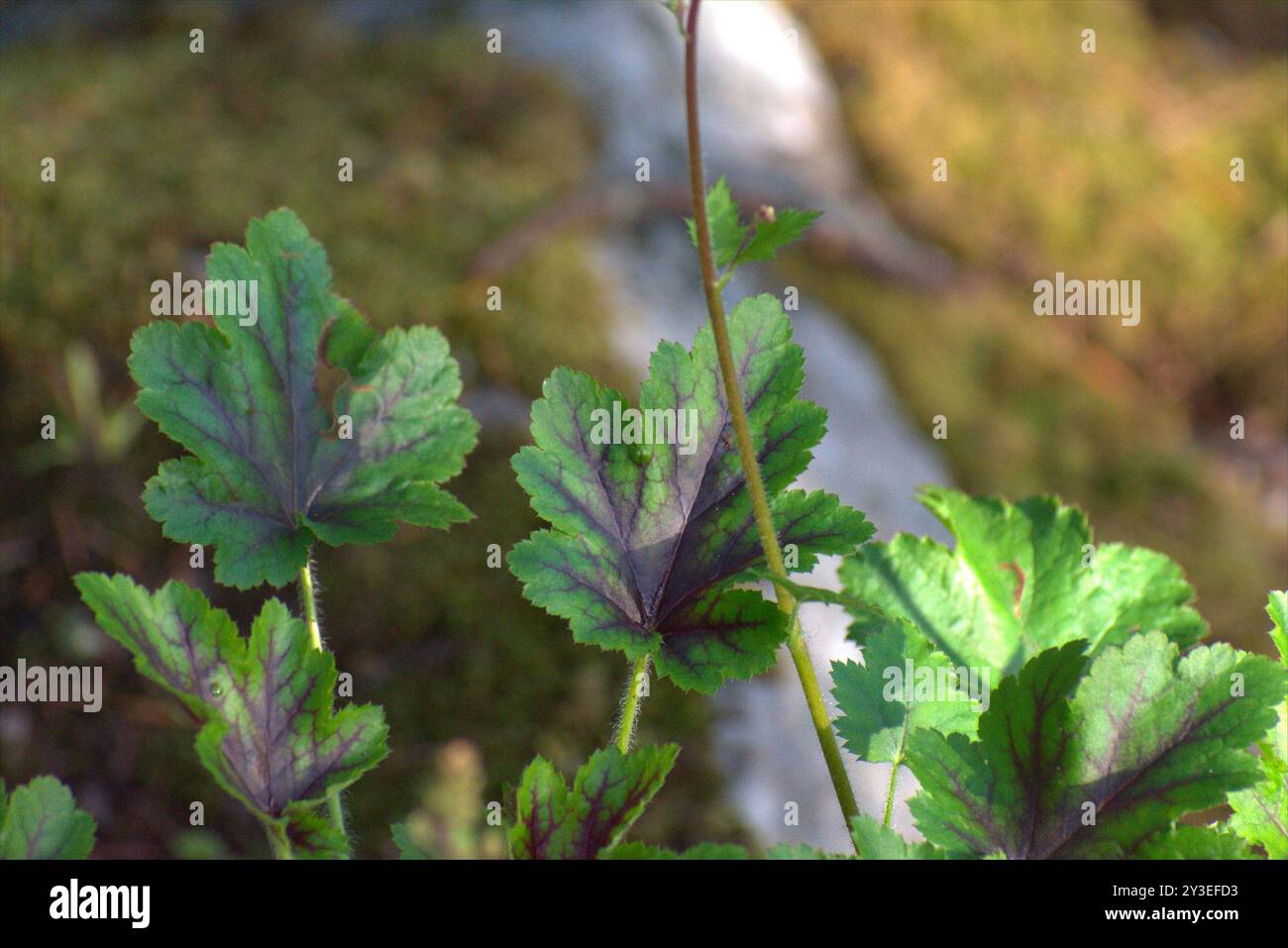 crevice alumroot (Heuchera micrantha) Plantae Stock Photo - Alamy