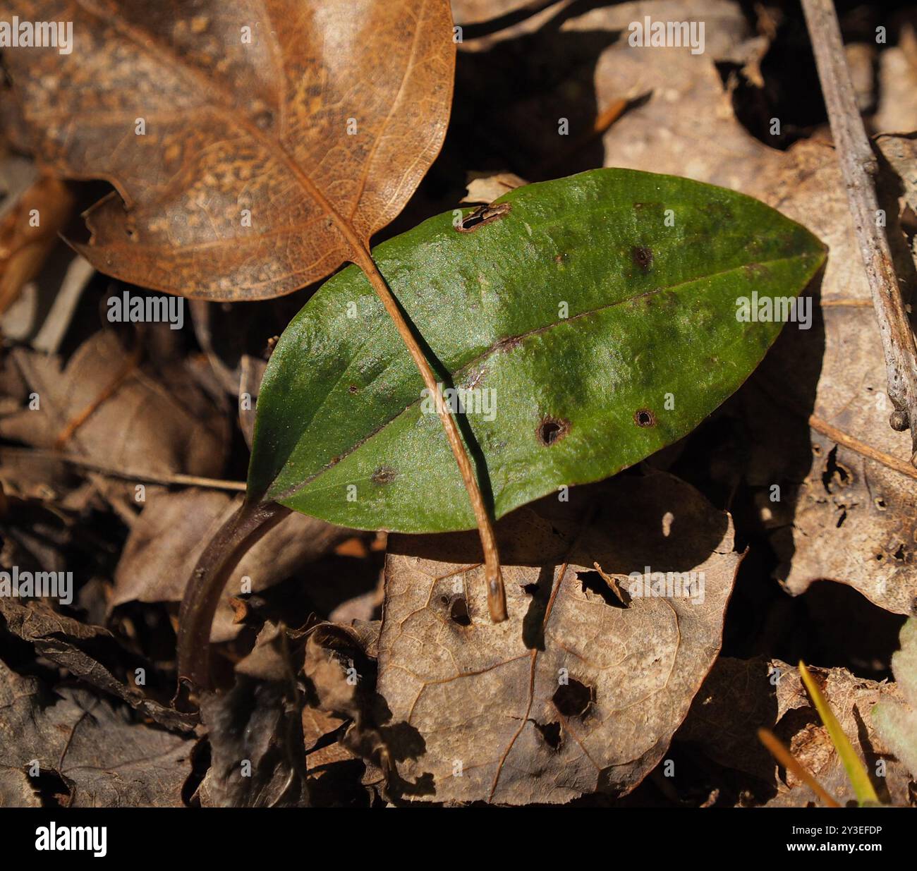 crane-fly orchid (Tipularia discolor) Plantae Stock Photo - Alamy