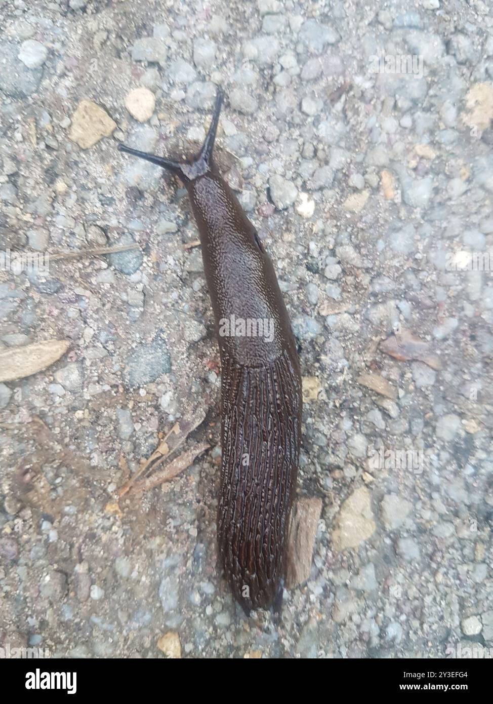 Spanish Slug (Arion vulgaris) Mollusca Stock Photo - Alamy