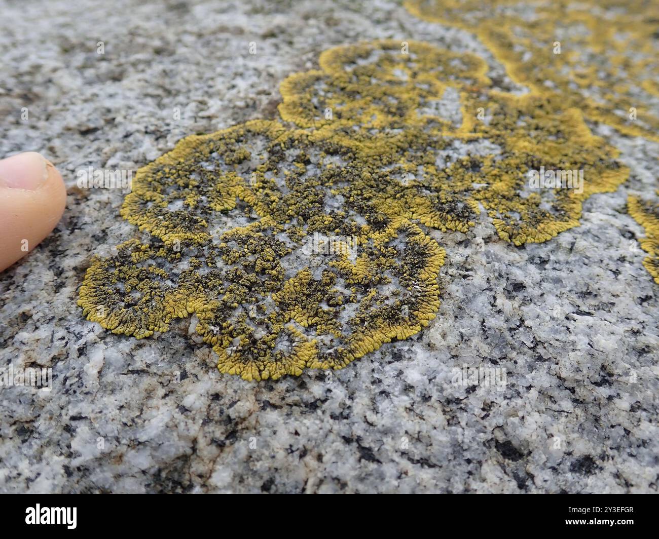 Ringed Firedot Lichen (Polycauliona verruculifera) Fungi Stock Photo ...