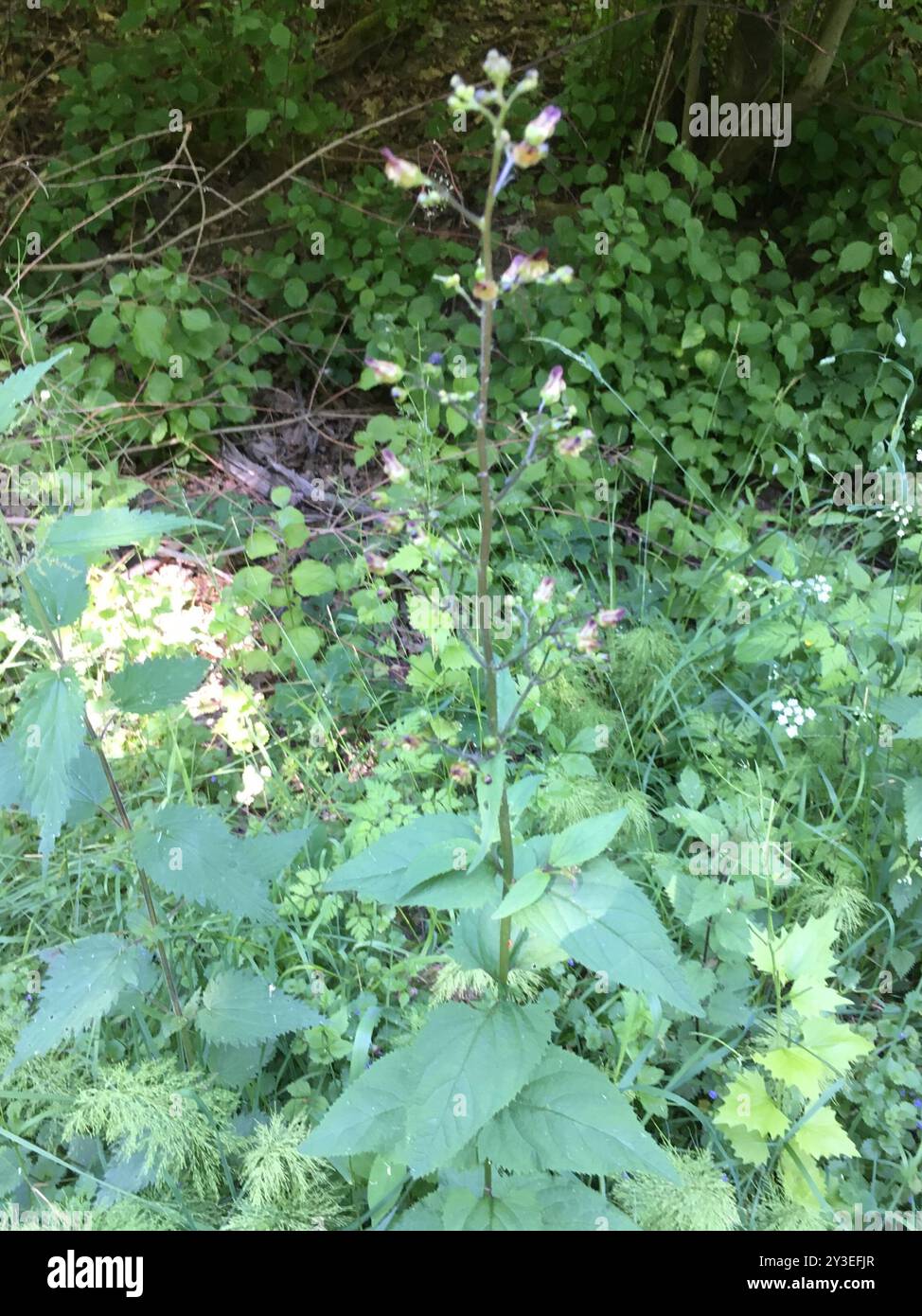Common Figwort (Scrophularia nodosa) Plantae Stock Photo - Alamy
