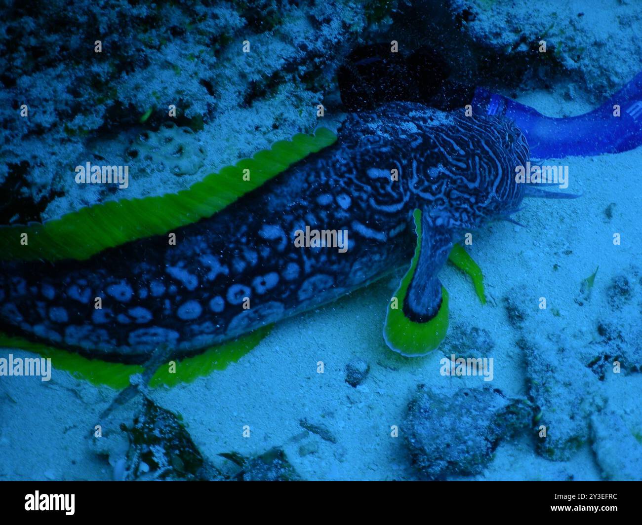 Splendid Toadfish (Sanopus splendidus) Actinopterygii Stock Photo - Alamy