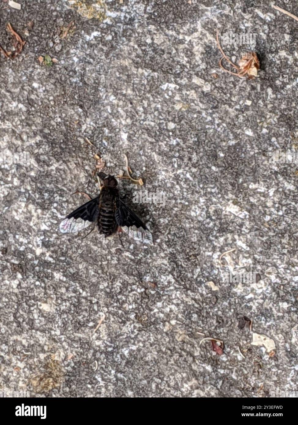 Black Banded Bee Fly (Hemipenthes morio) Insecta Stock Photo - Alamy