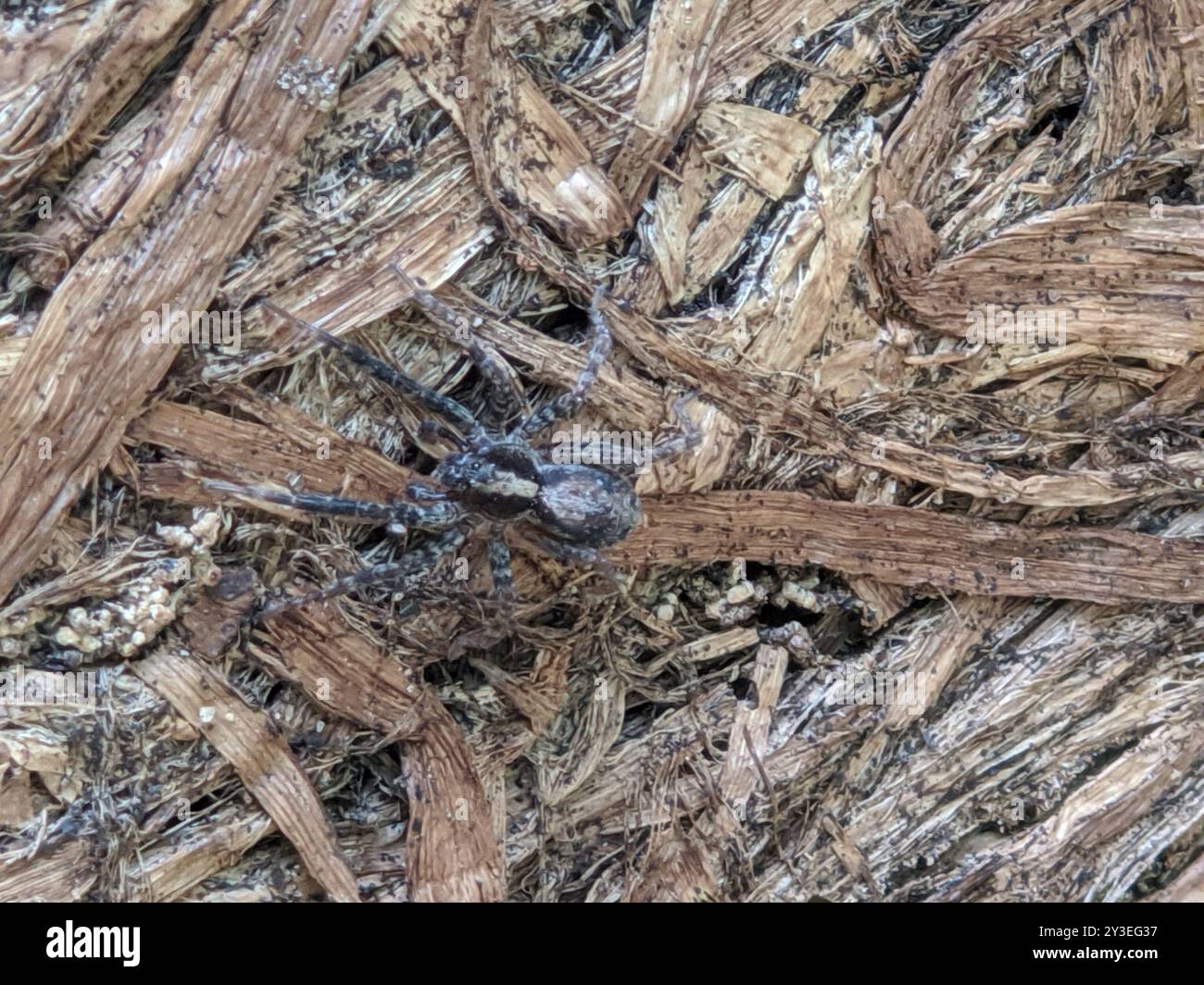 Thin-legged Wolf Spiders (Pardosa) Arachnida Stock Photo - Alamy
