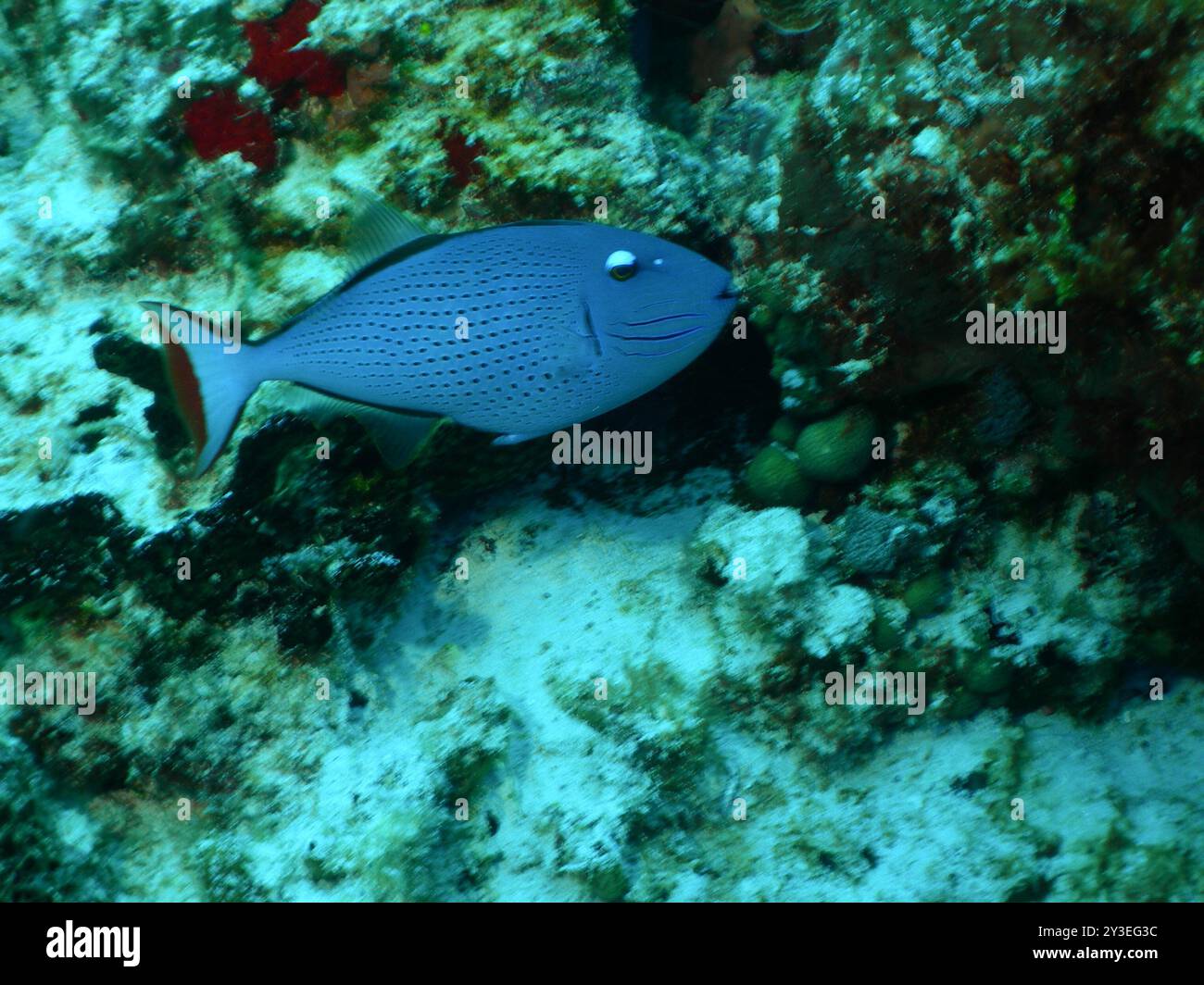Sargassum Triggerfish (Xanthichthys ringens) Actinopterygii Stock Photo ...