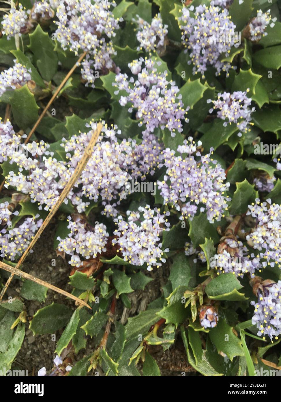 Mahala mat (Ceanothus prostratus) Plantae Stock Photo - Alamy