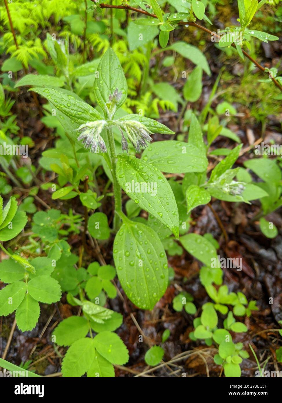 Tall Bluebell (Mertensia paniculata) Plantae Stock Photo - Alamy