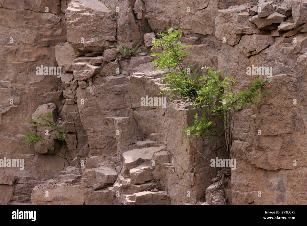 New Mexico locust (Robinia neomexicana) Plantae Stock Photo - Alamy