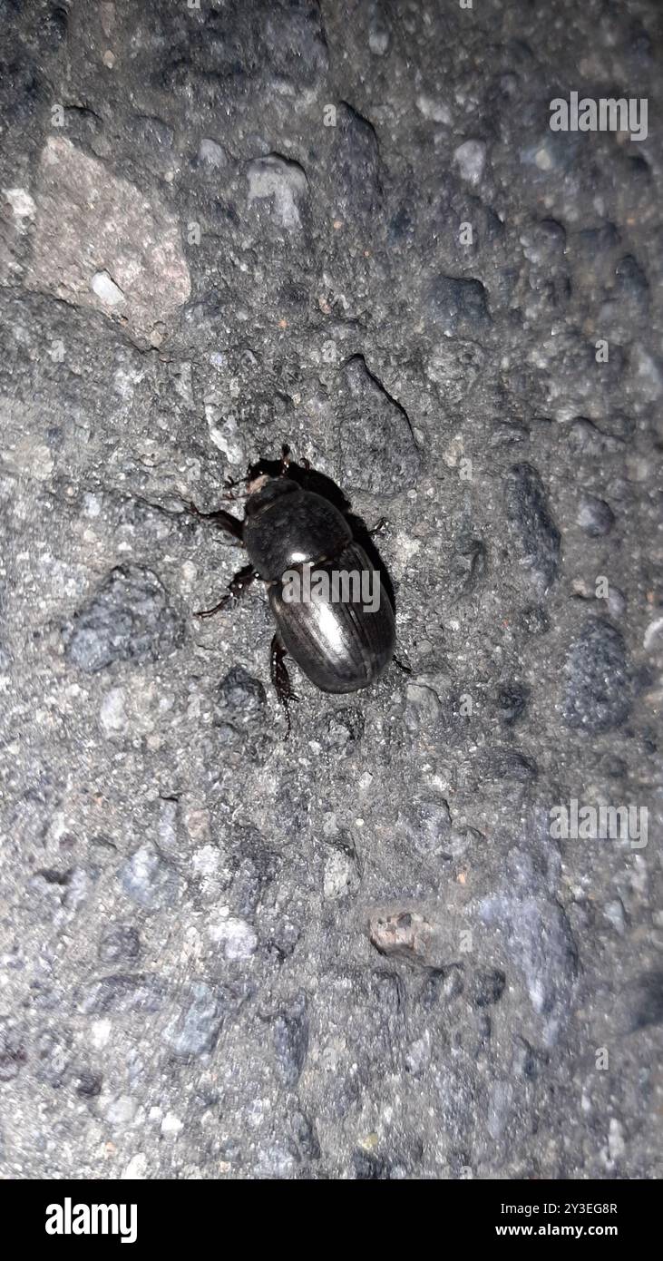 Sugarcane Beetle (Euetheola humilis) Insecta Stock Photo - Alamy