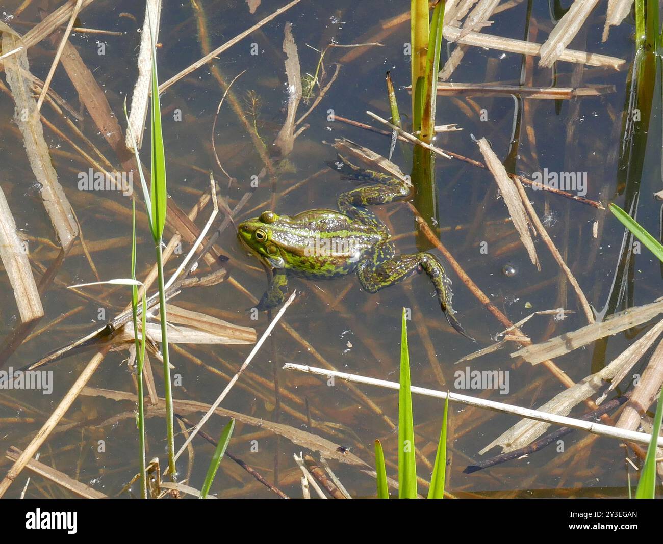 Water Frogs (Pelophylax) Amphibia Stock Photo - Alamy