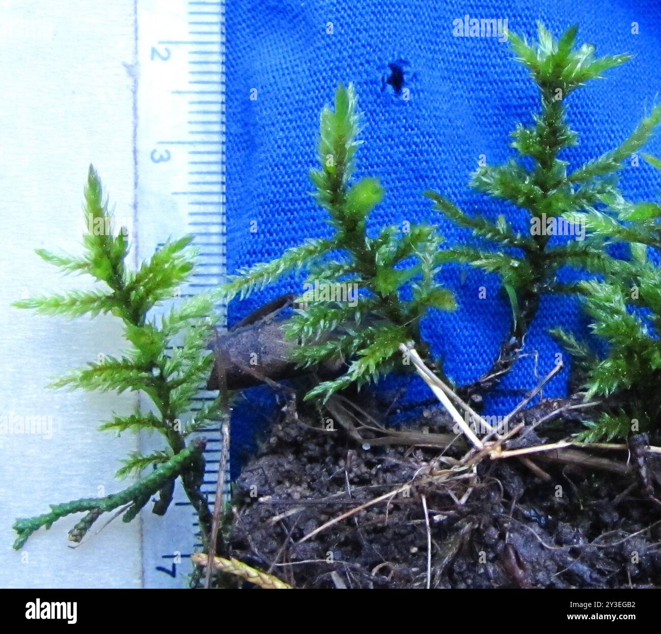 American Tree Moss (Climacium americanum) Plantae Stock Photo - Alamy