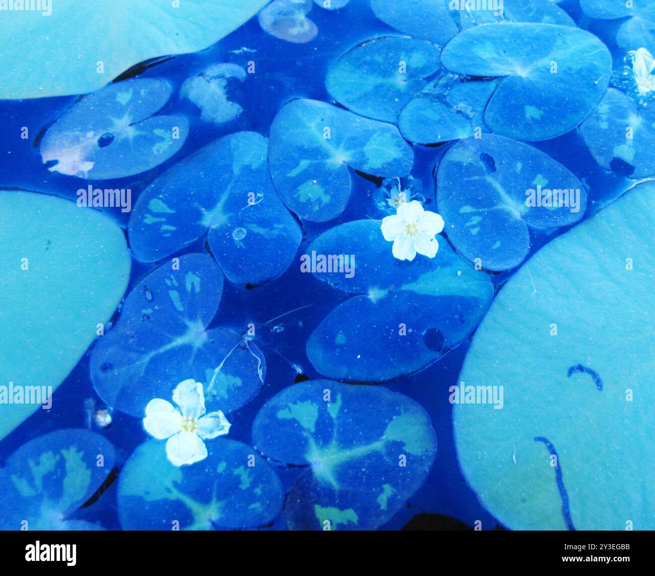 little floatingheart (Nymphoides cordata) Plantae Stock Photo - Alamy