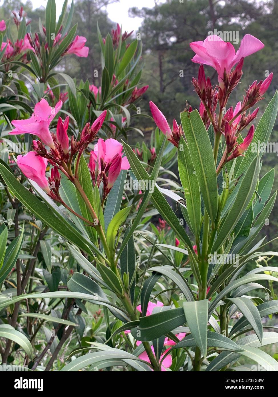 Oleander nerium plantae hi-res stock photography and images - Alamy