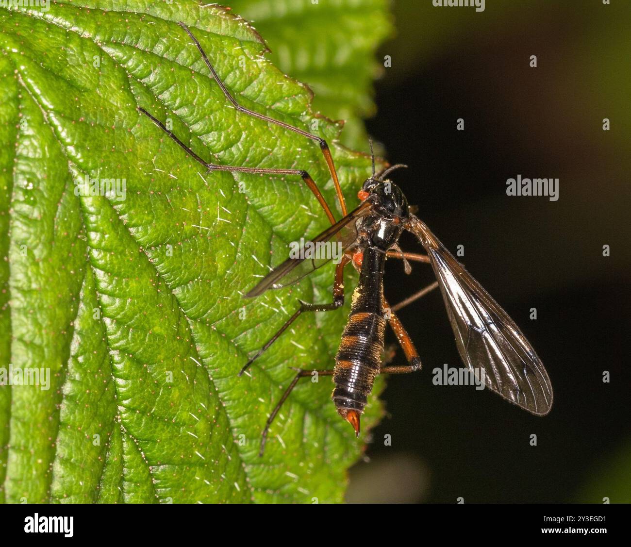 orange-marked cranefly (Ptychoptera contaminata) Insecta Stock Photo ...