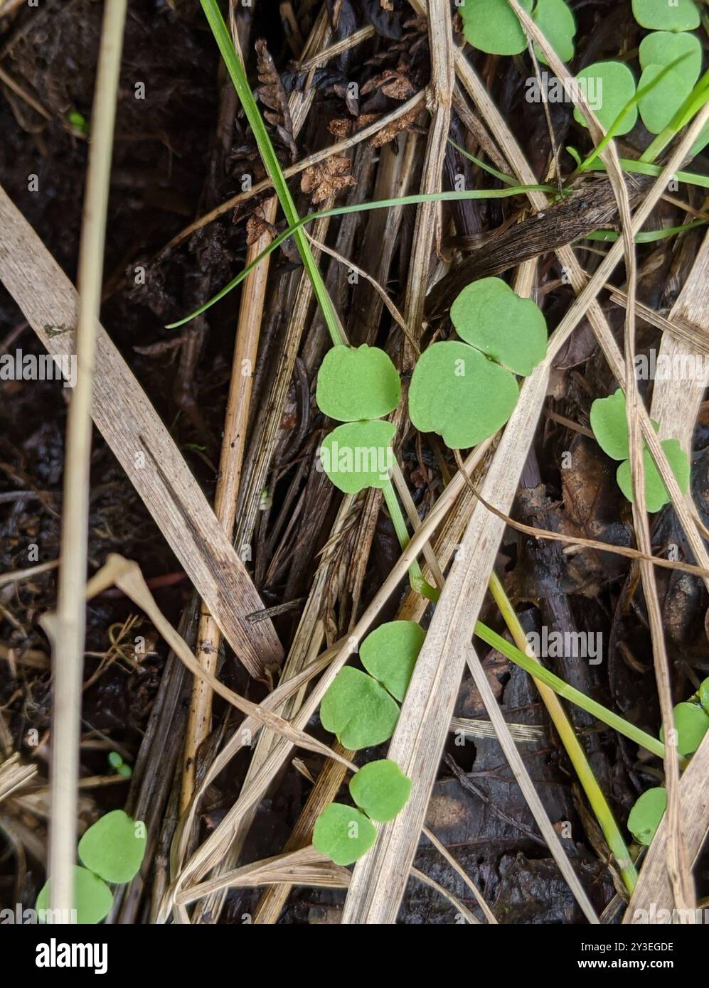 vascular plants (Tracheophyta) Plantae Stock Photo - Alamy