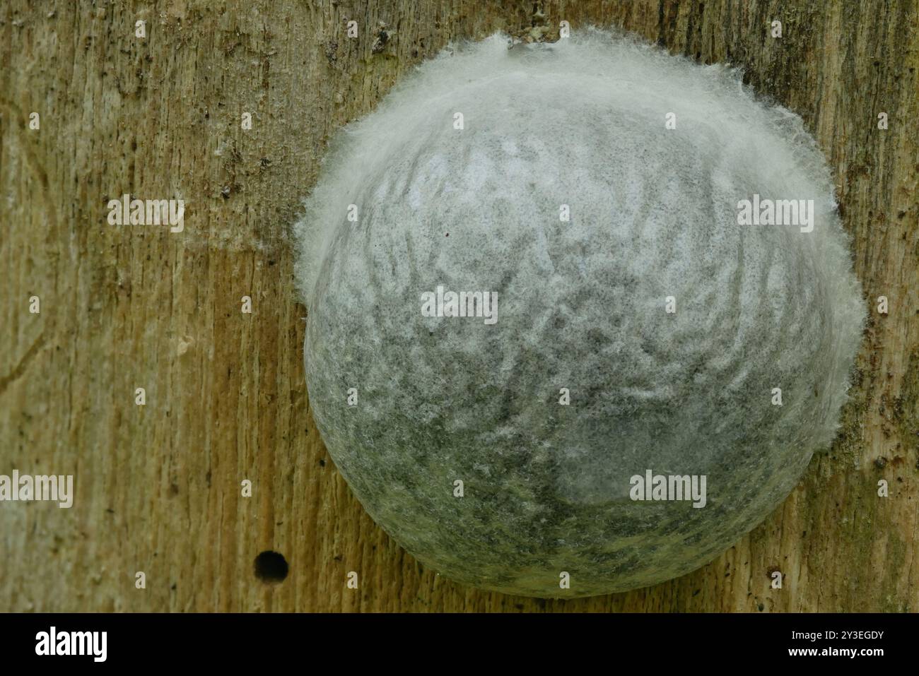 False Puffball (Reticularia lycoperdon) Protozoa Stock Photo - Alamy