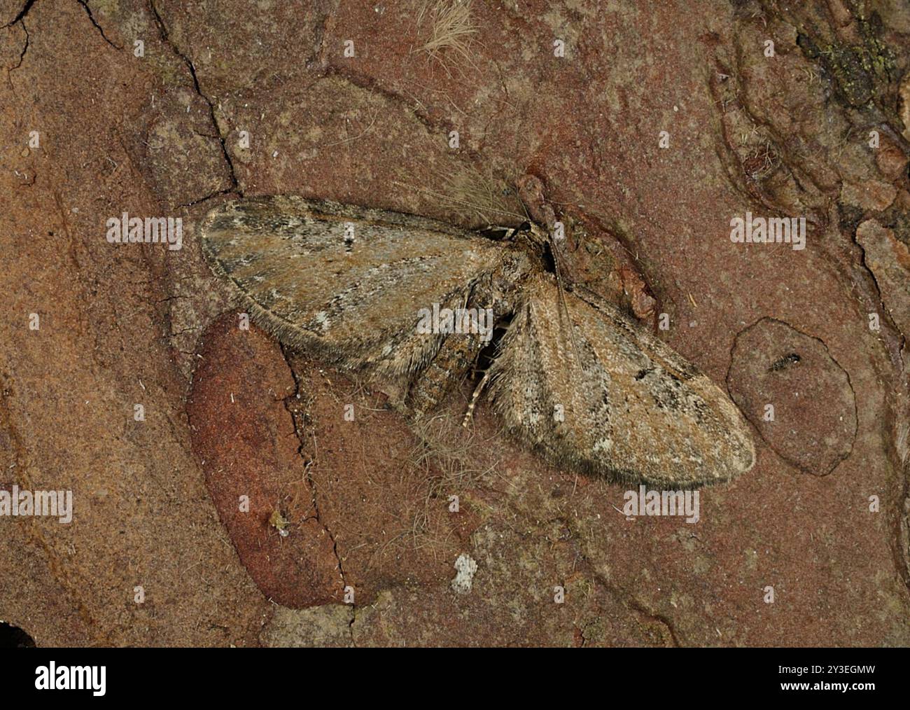 Common Pug (Eupithecia vulgata) Insecta Stock Photo - Alamy