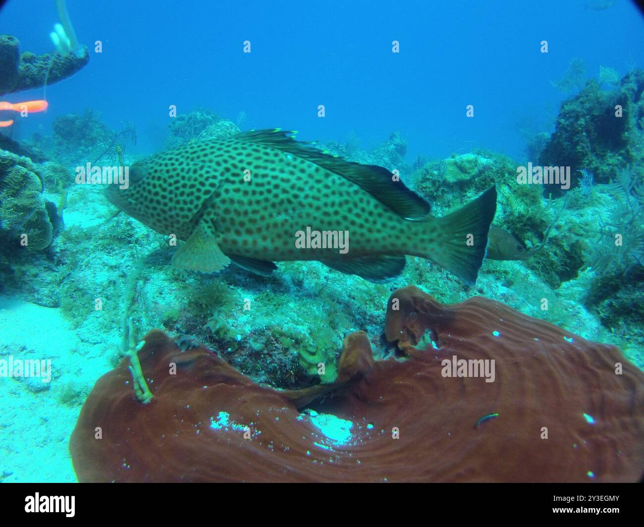 Red Hind (Epinephelus guttatus) Actinopterygii Stock Photo - Alamy