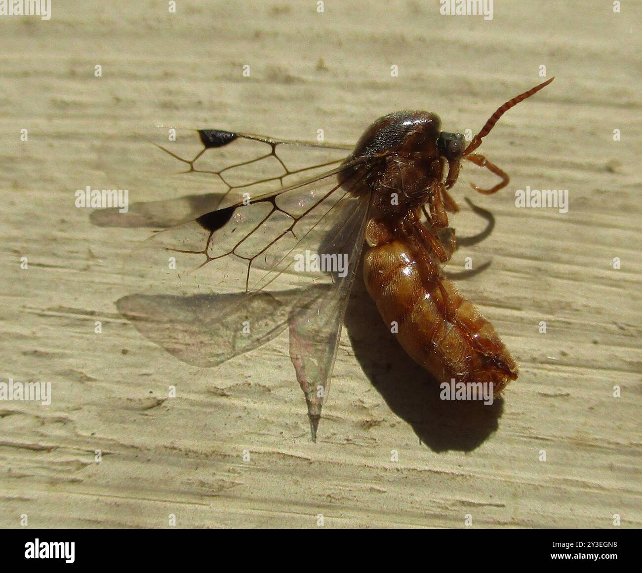 Aenictus Army Ants (Aenictus) Insecta Stock Photo - Alamy