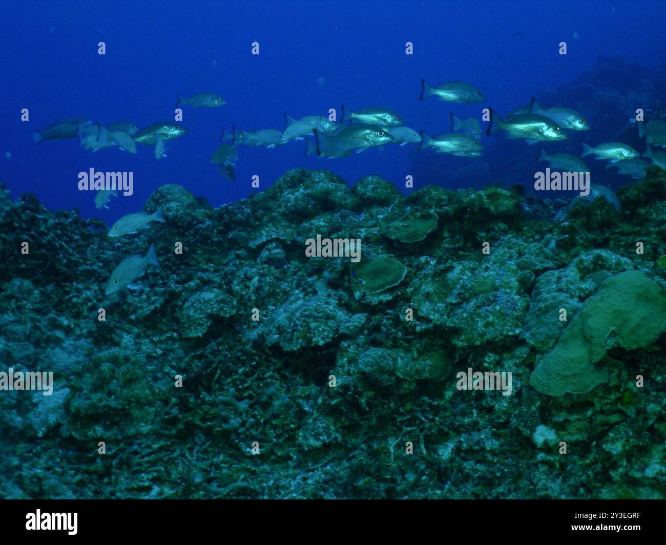 Mahogany Snapper (Lutjanus mahogoni) Actinopterygii Stock Photo - Alamy