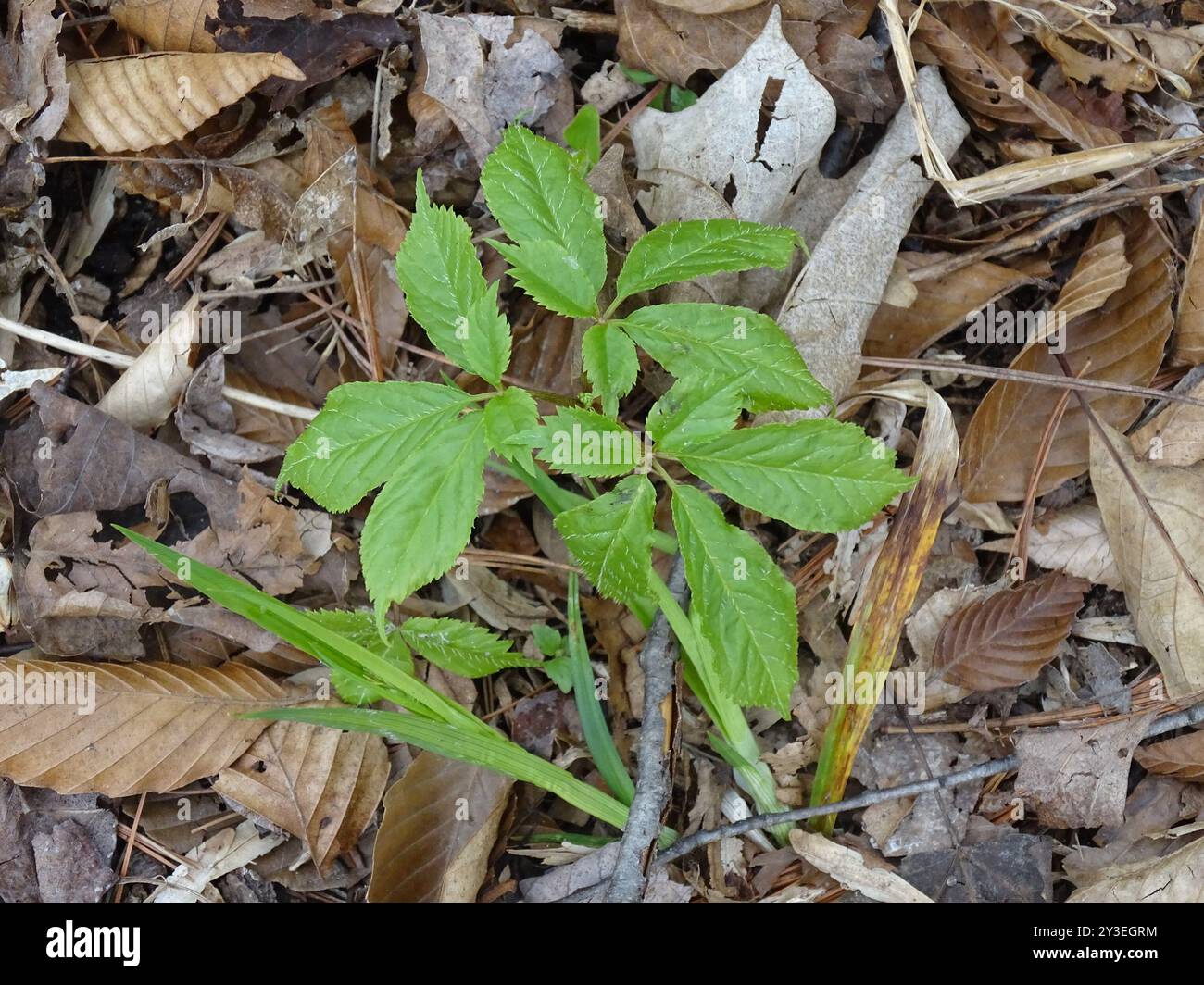 American ginseng (Panax quinquefolius) Plantae Stock Photo - Alamy