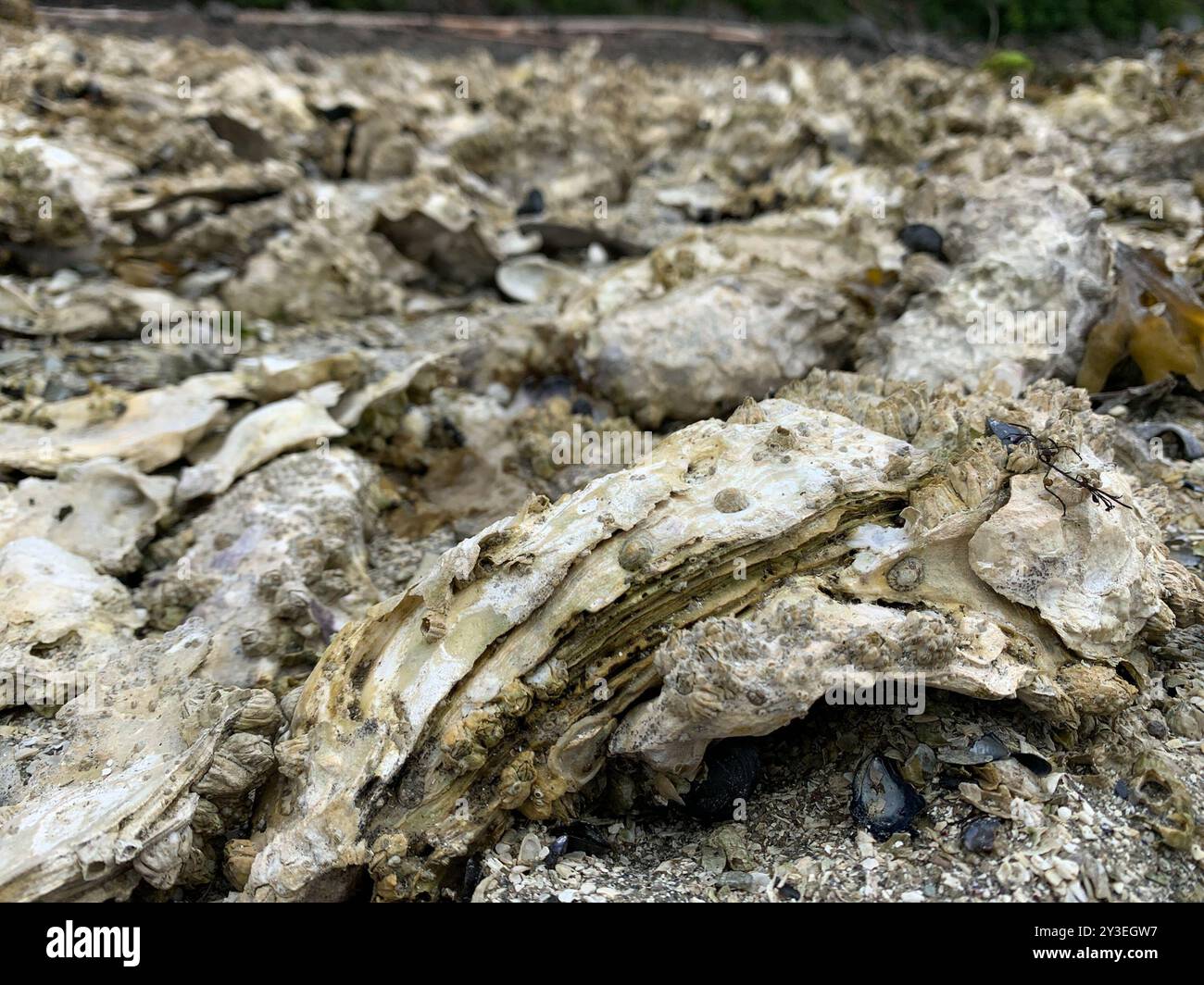 Pacific Oyster (Magallana gigas) Mollusca Stock Photo - Alamy