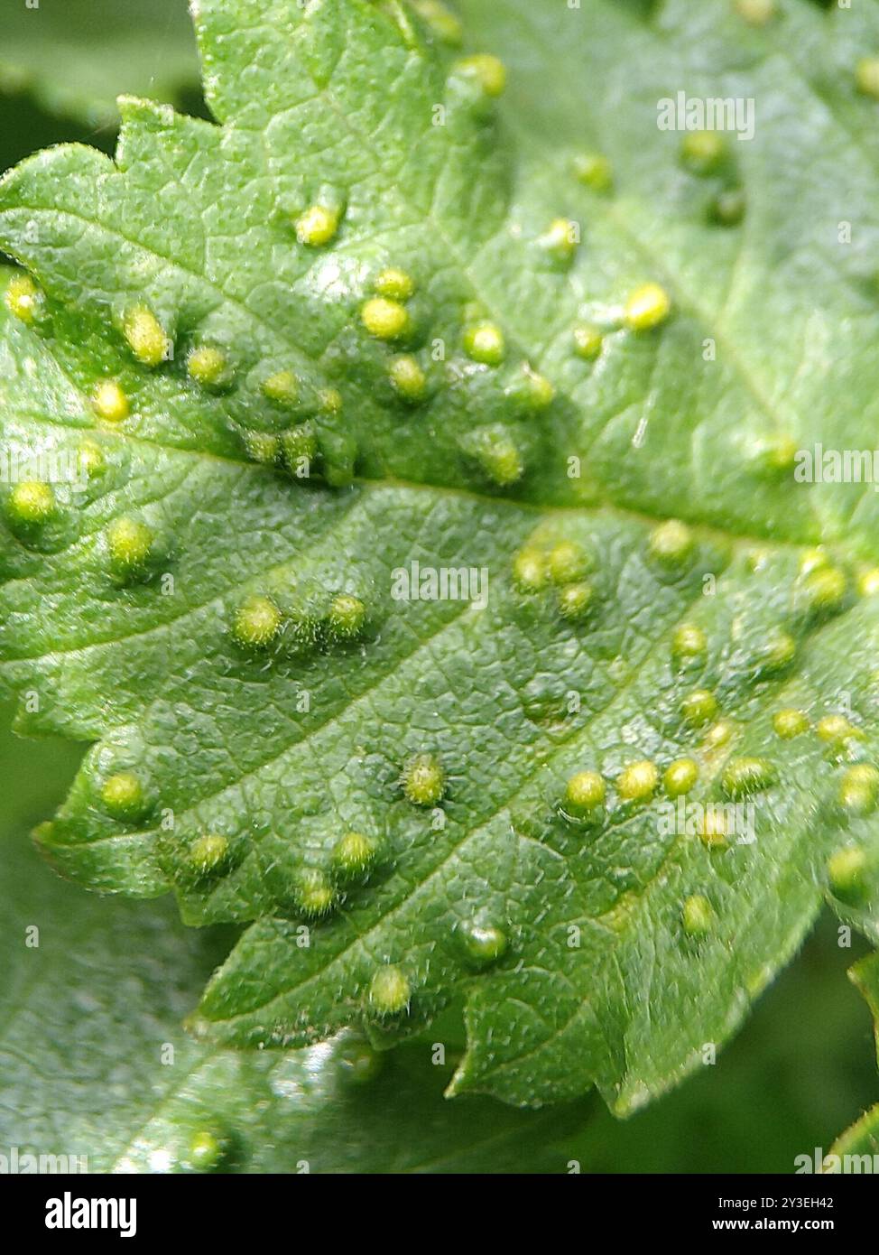 Elm Leaf Gall Mite (Aceria campestricola) Arachnida Stock Photo - Alamy