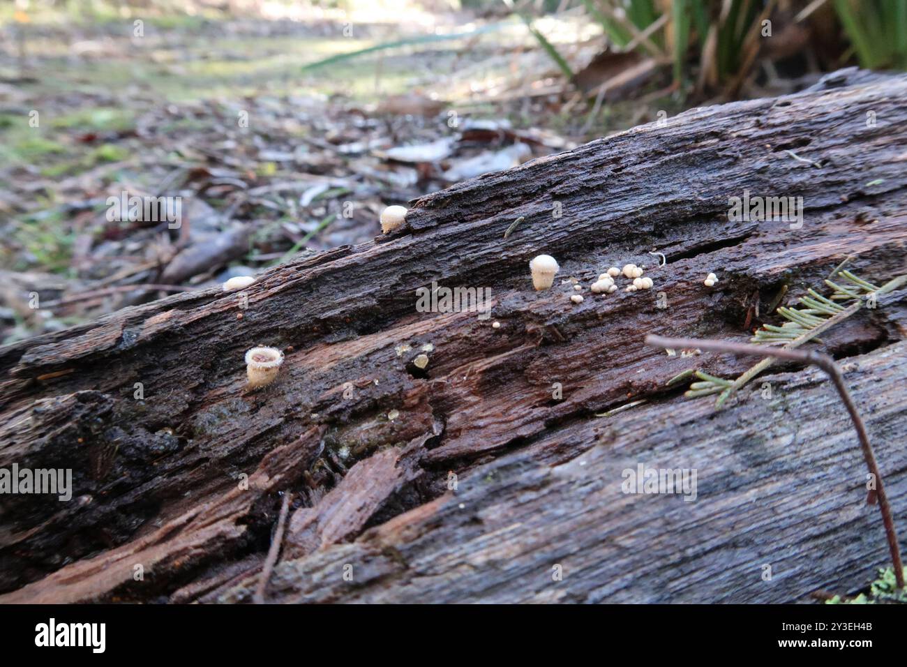 woolly bird's nest fungus (Nidula niveotomentosa) Fungi Stock Photo - Alamy