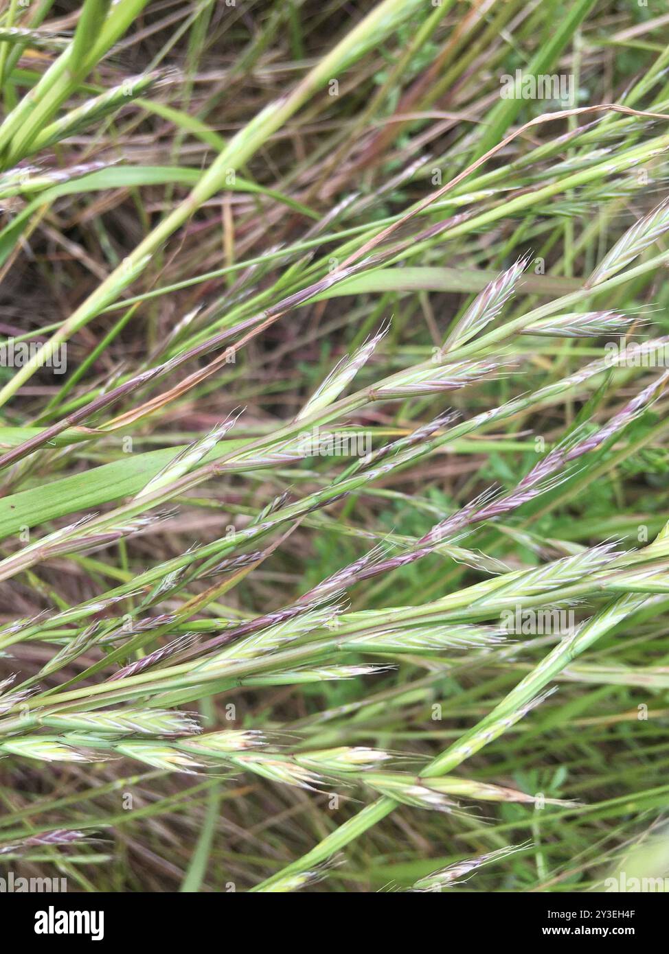 Italian Ryegrass (Lolium multiflorum) Plantae Stock Photo - Alamy
