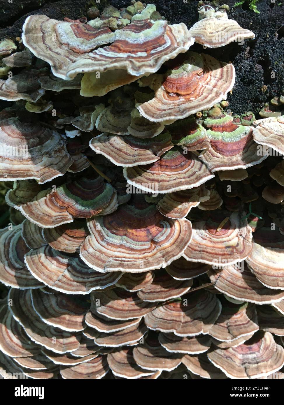 turkey-tail (Trametes versicolor) Fungi Stock Photo - Alamy