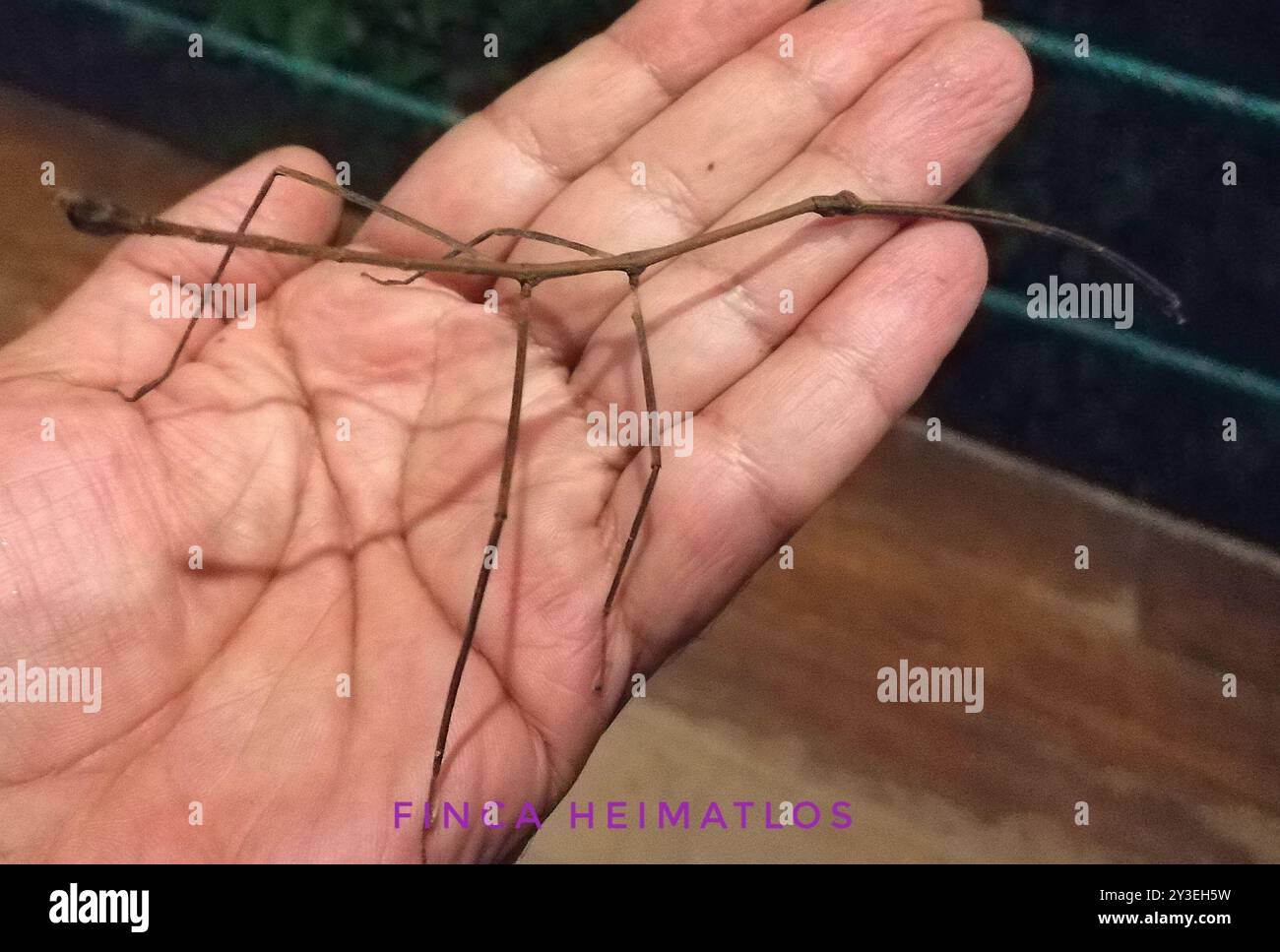 Stick Insects (Phasmida) Insecta Stock Photo - Alamy