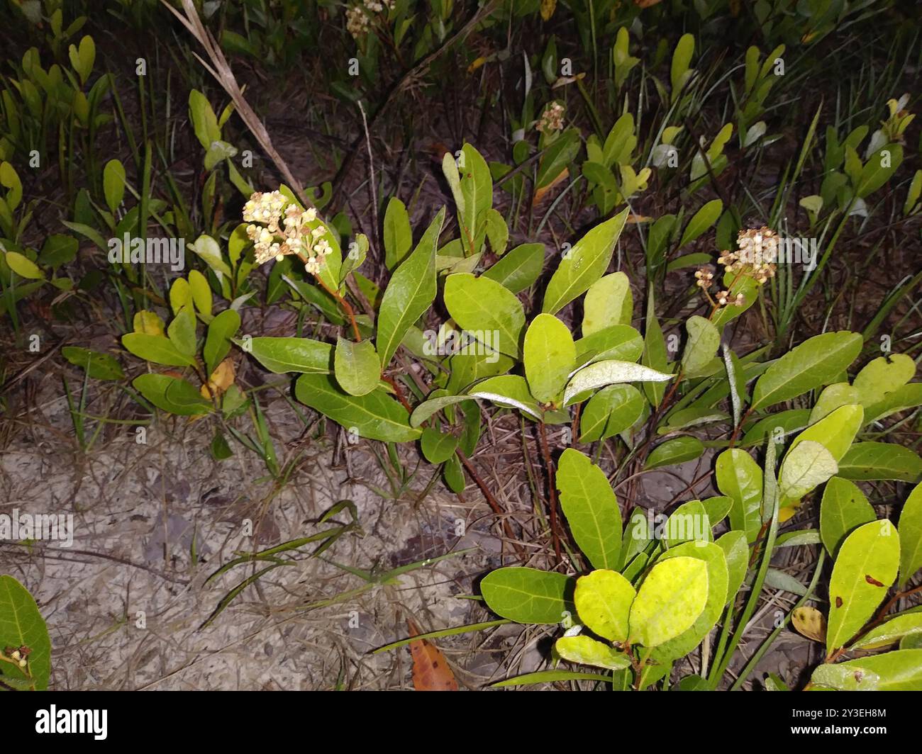 Geobalanus hi-res stock photography and images - Alamy