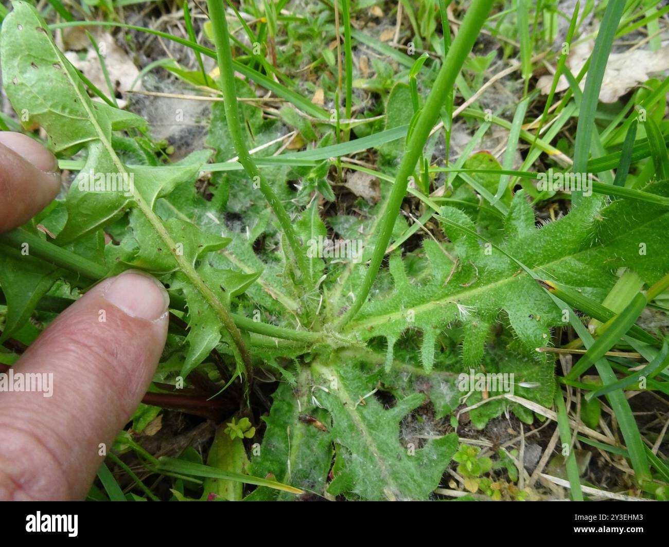 Common Cat's-ear (Hypochaeris radicata) Plantae Stock Photo - Alamy