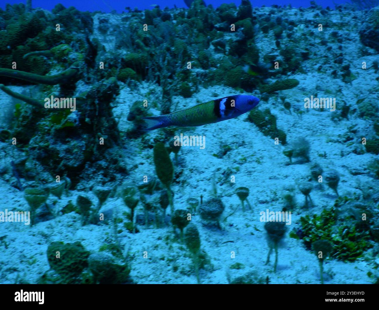 Caribbean Bluehead Wrasse (Thalassoma bifasciatum) Actinopterygii Stock ...