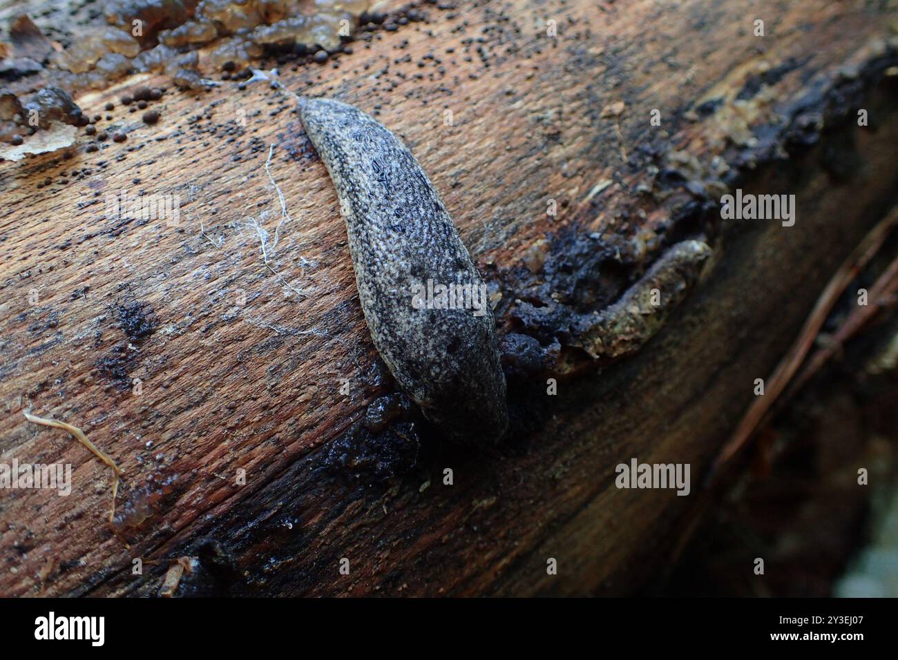 Carolina Mantleslug (Philomycus carolinianus) Mollusca Stock Photo - Alamy