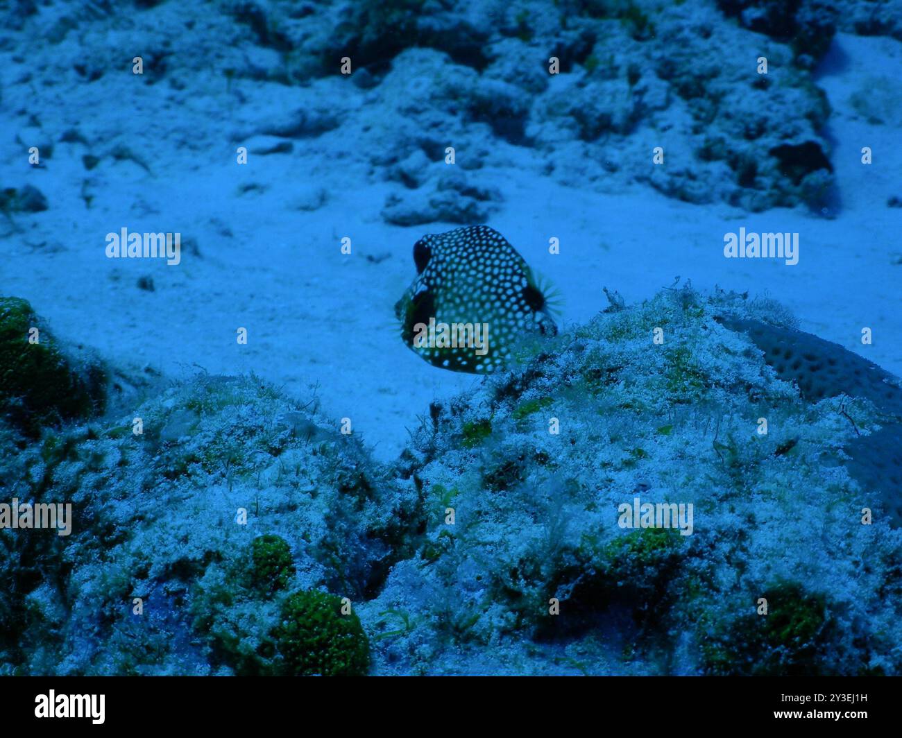 Smooth Trunkfish (Lactophrys triqueter) Actinopterygii Stock Photo - Alamy