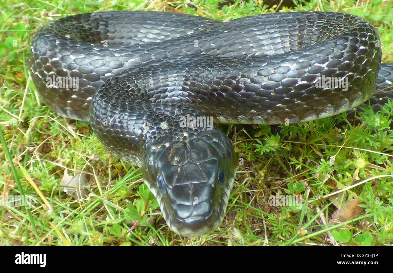 Eastern Ratsnake (Pantherophis alleghaniensis) Reptilia Stock Photo - Alamy