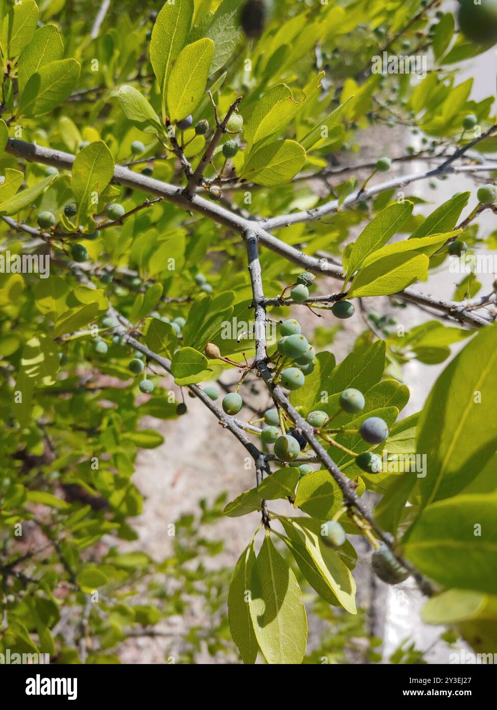New Mexico olive (Forestiera pubescens pubescens) Plantae Stock Photo ...