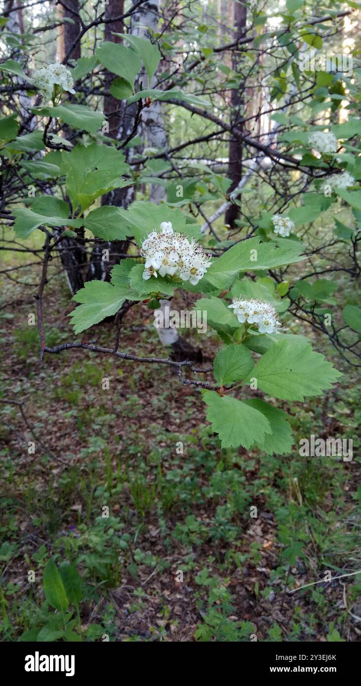 Red Hawthorn (Crataegus sanguinea) Plantae Stock Photo - Alamy