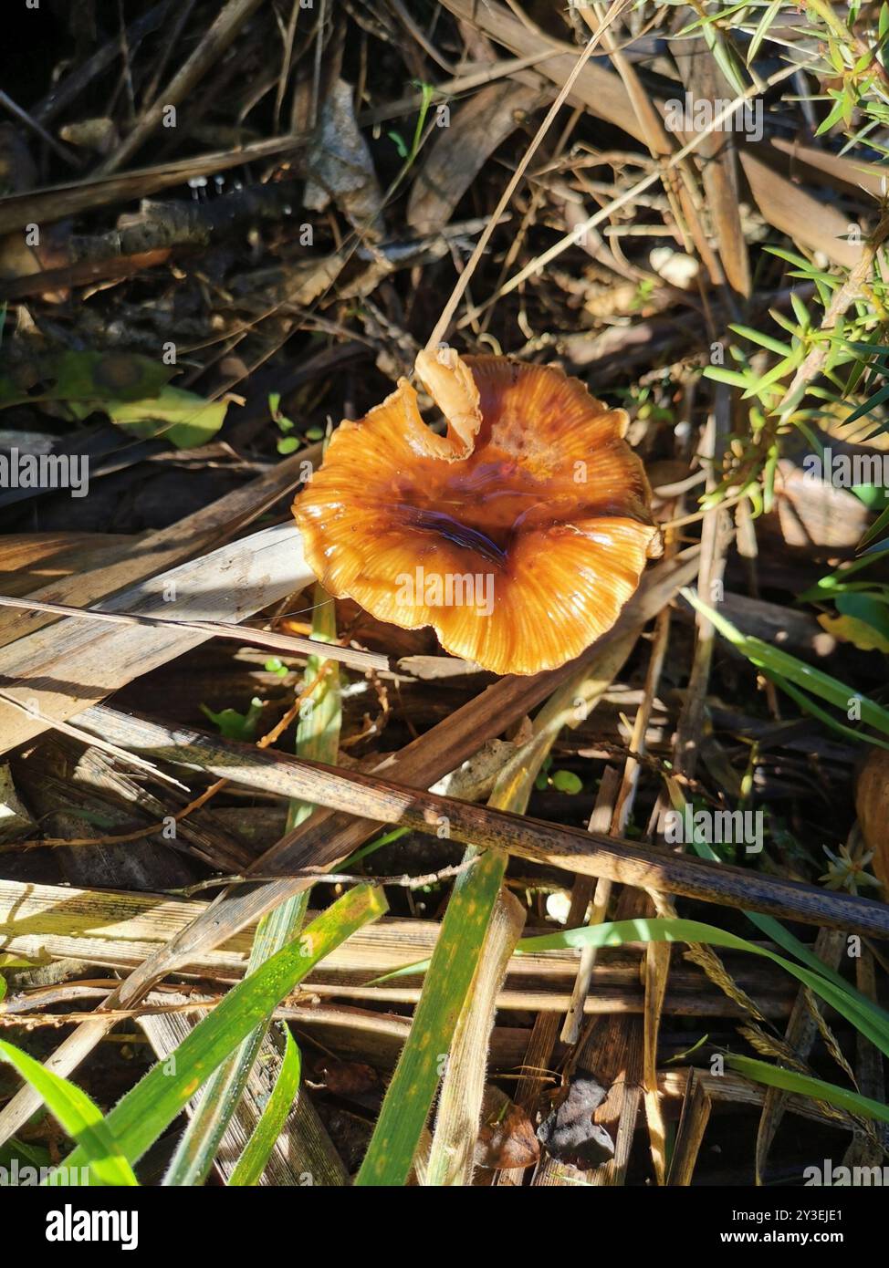 Velvet Foot (Flammulina velutipes) Fungi Stock Photo - Alamy