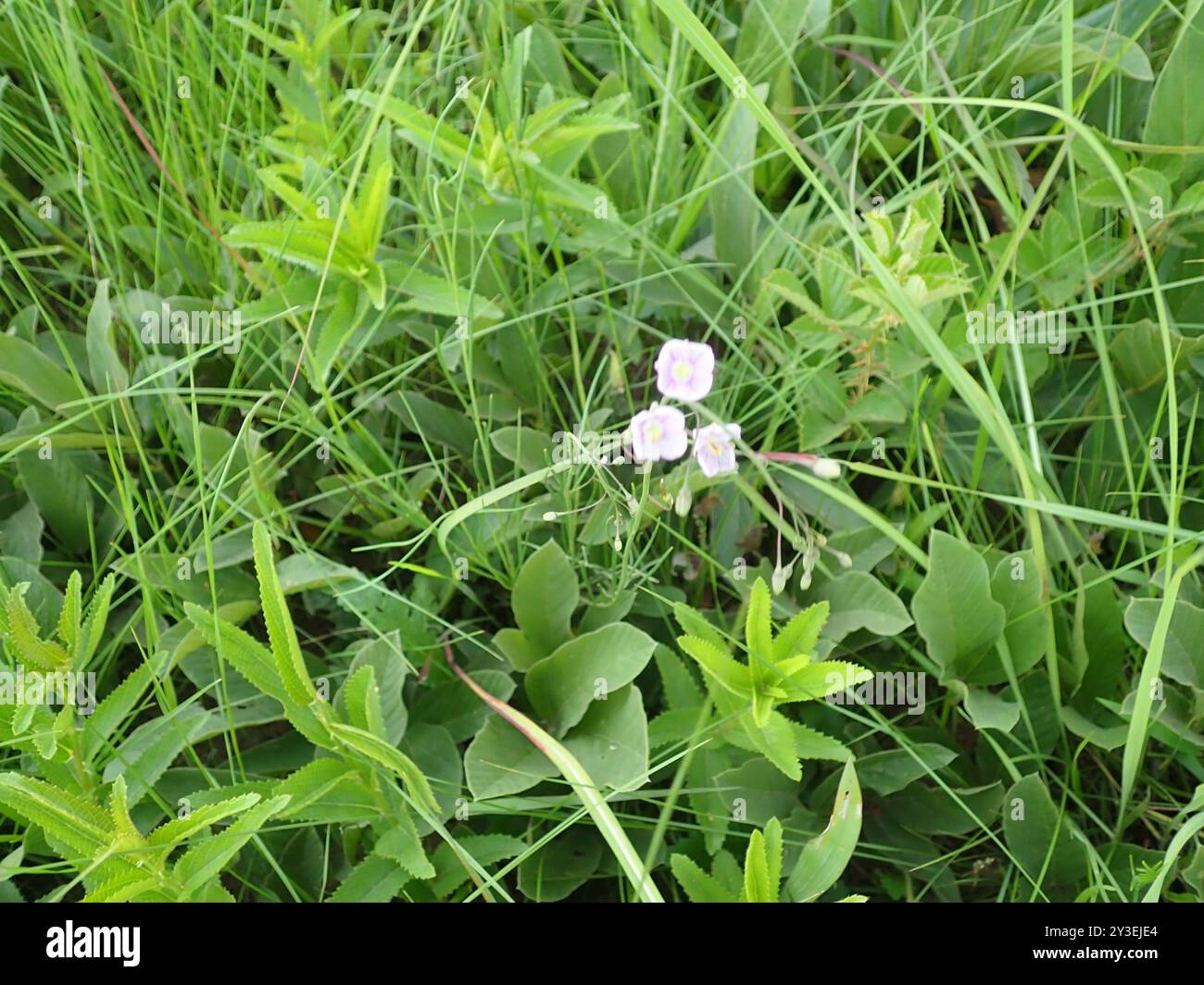 Grassland Blue Cress Flower (Heliophila rigidiuscula) Plantae Stock ...
