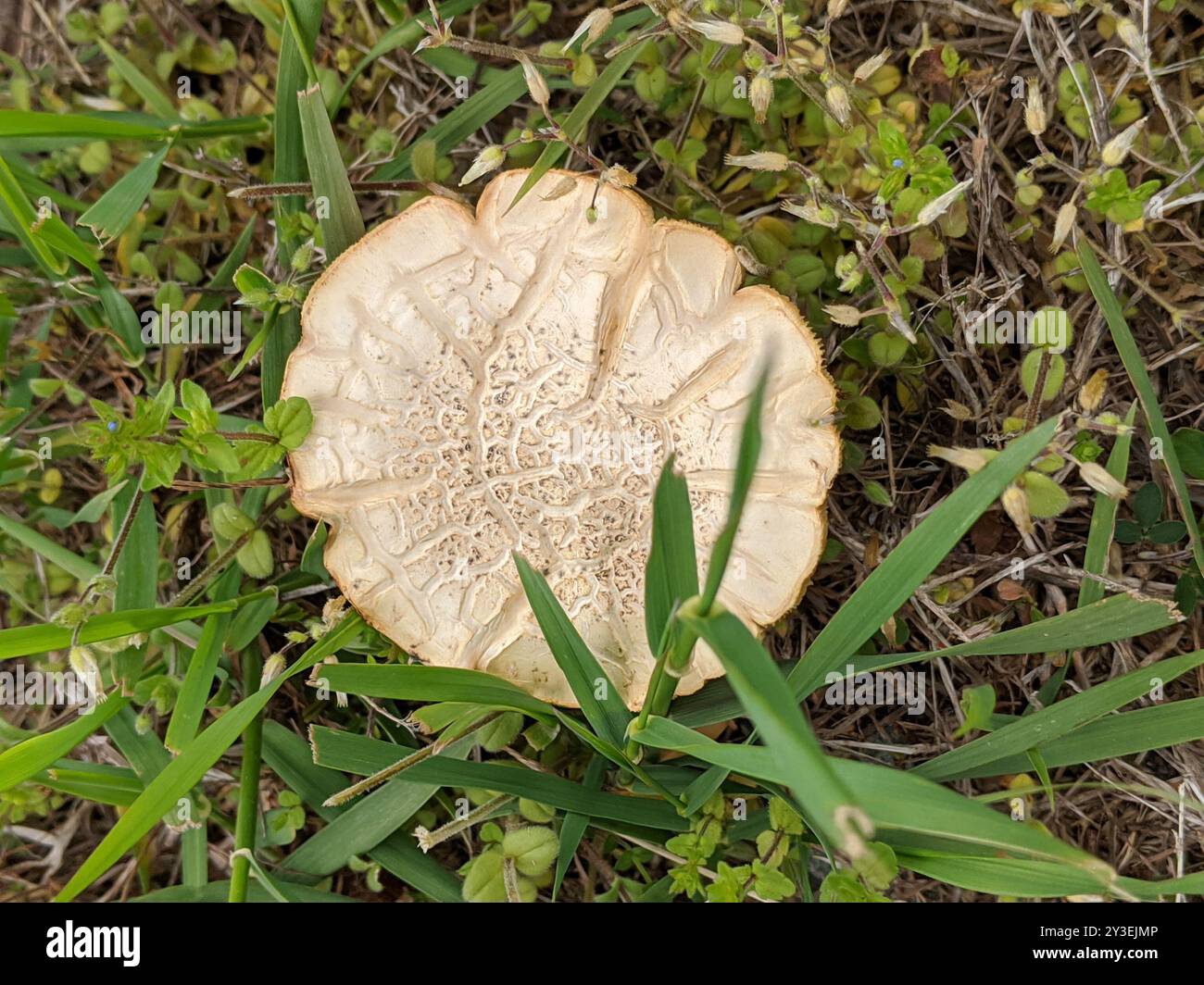 Common Fieldcap (Agrocybe pediades) Fungi Stock Photo - Alamy