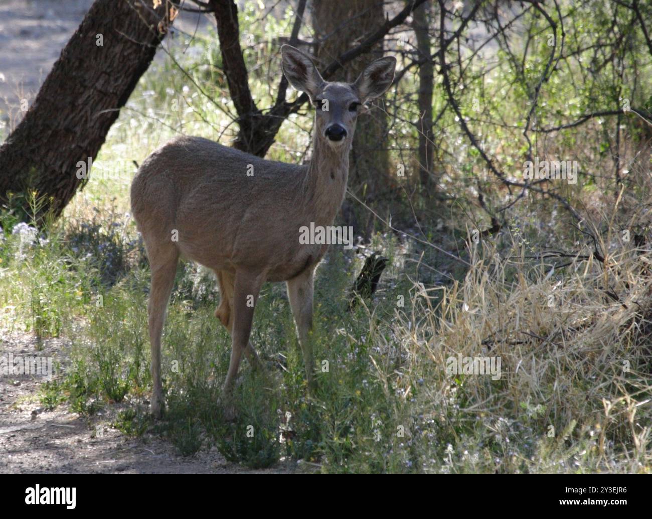 Coues's White-tailed Deer (Odocoileus virginianus couesi) Mammalia ...