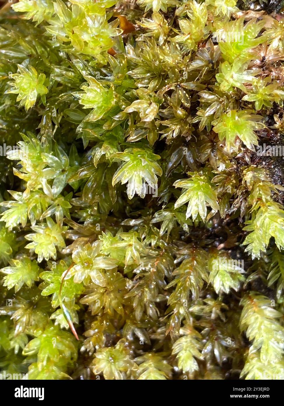 Horn Calcareous Moss (Mnium hornum) Plantae Stock Photo - Alamy