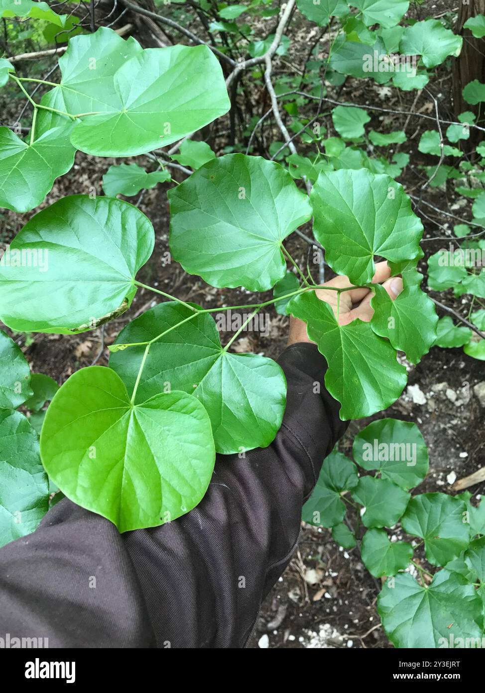 Texas redbud (Cercis canadensis texensis) Plantae Stock Photo - Alamy