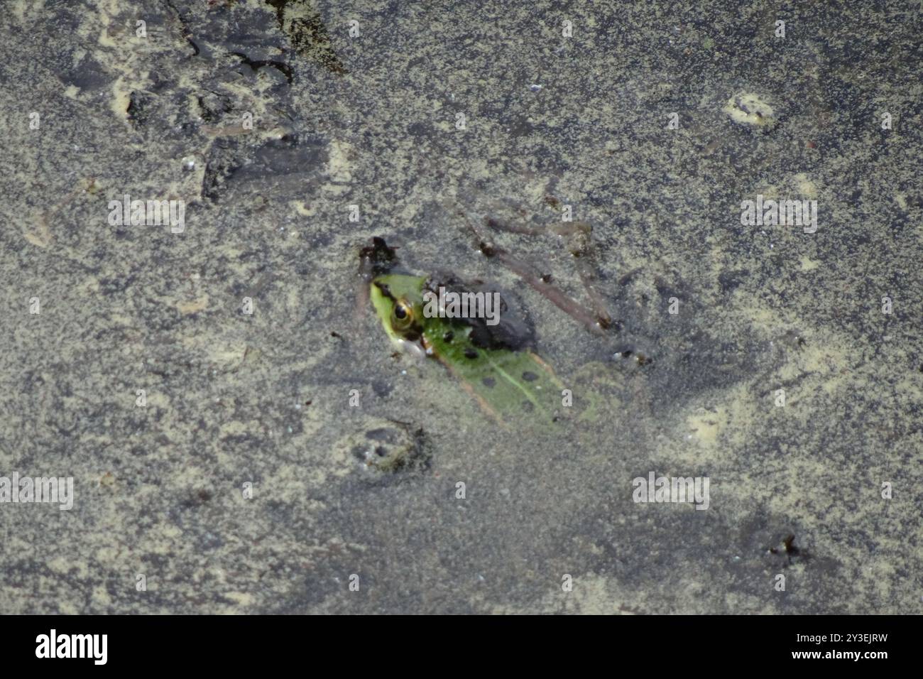 Water Frogs (Pelophylax) Amphibia Stock Photo - Alamy
