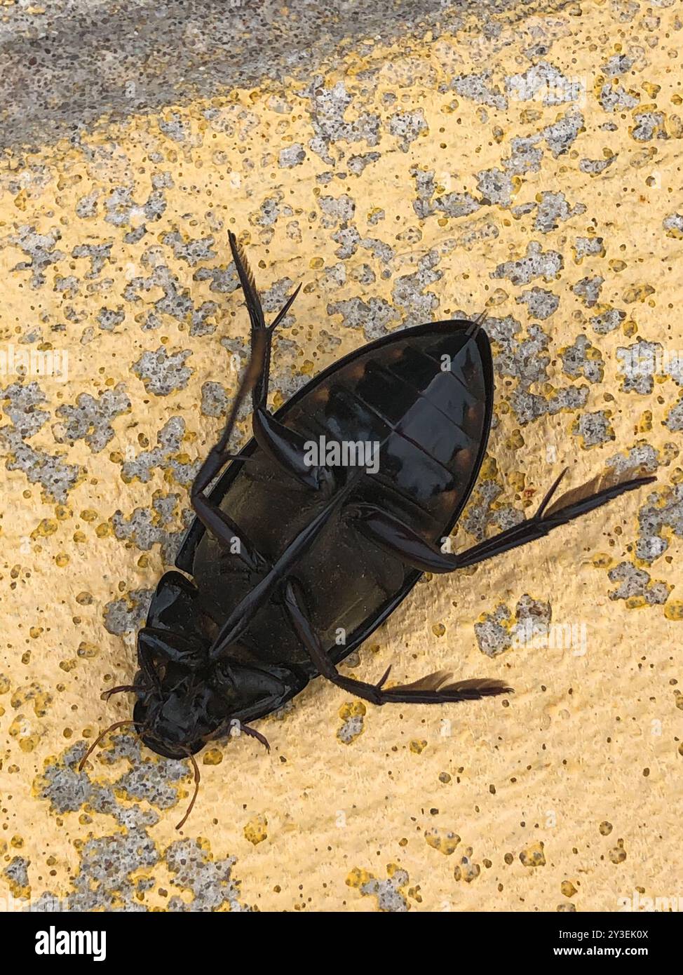 Giant Water Scavenger Beetle (Hydrophilus triangularis) Insecta Stock ...