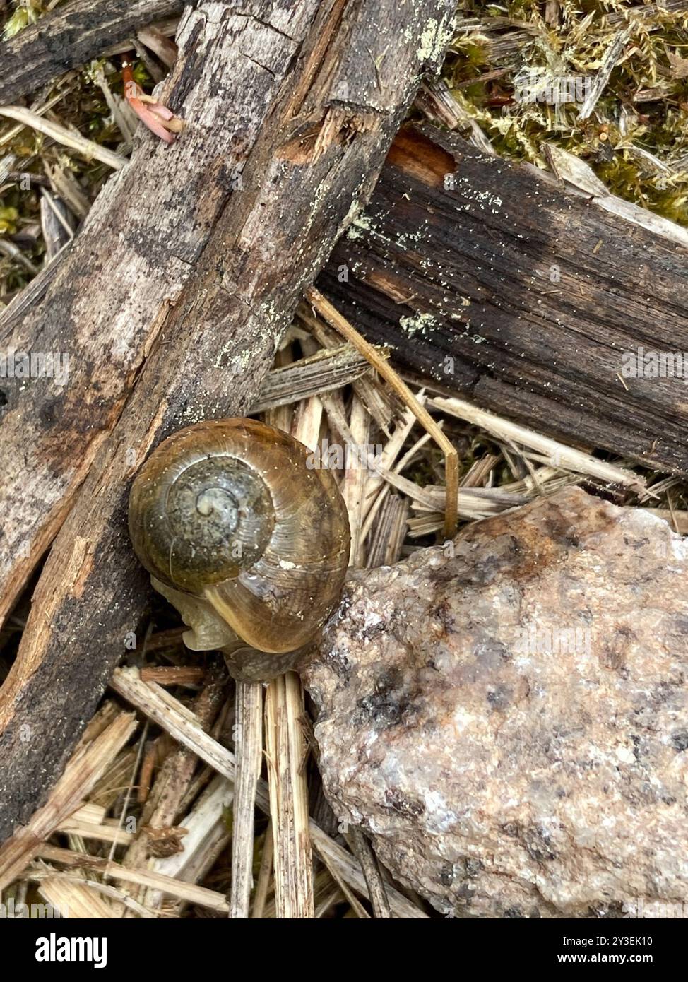 Copse Snail (Arianta arbustorum) Mollusca Stock Photo - Alamy